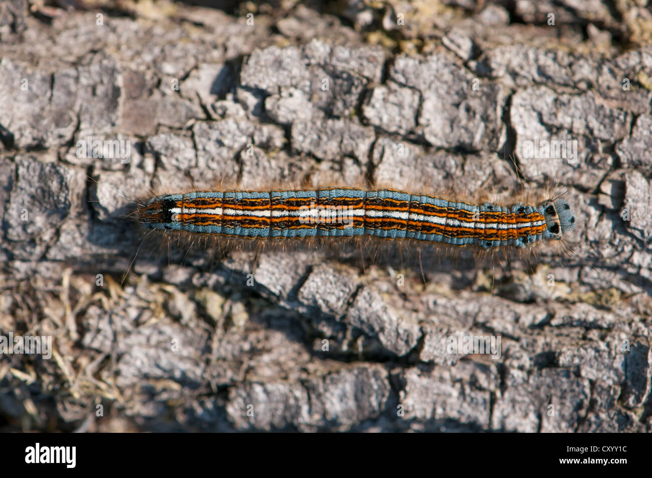Dead caterpillar hi-res stock photography and images - Alamy