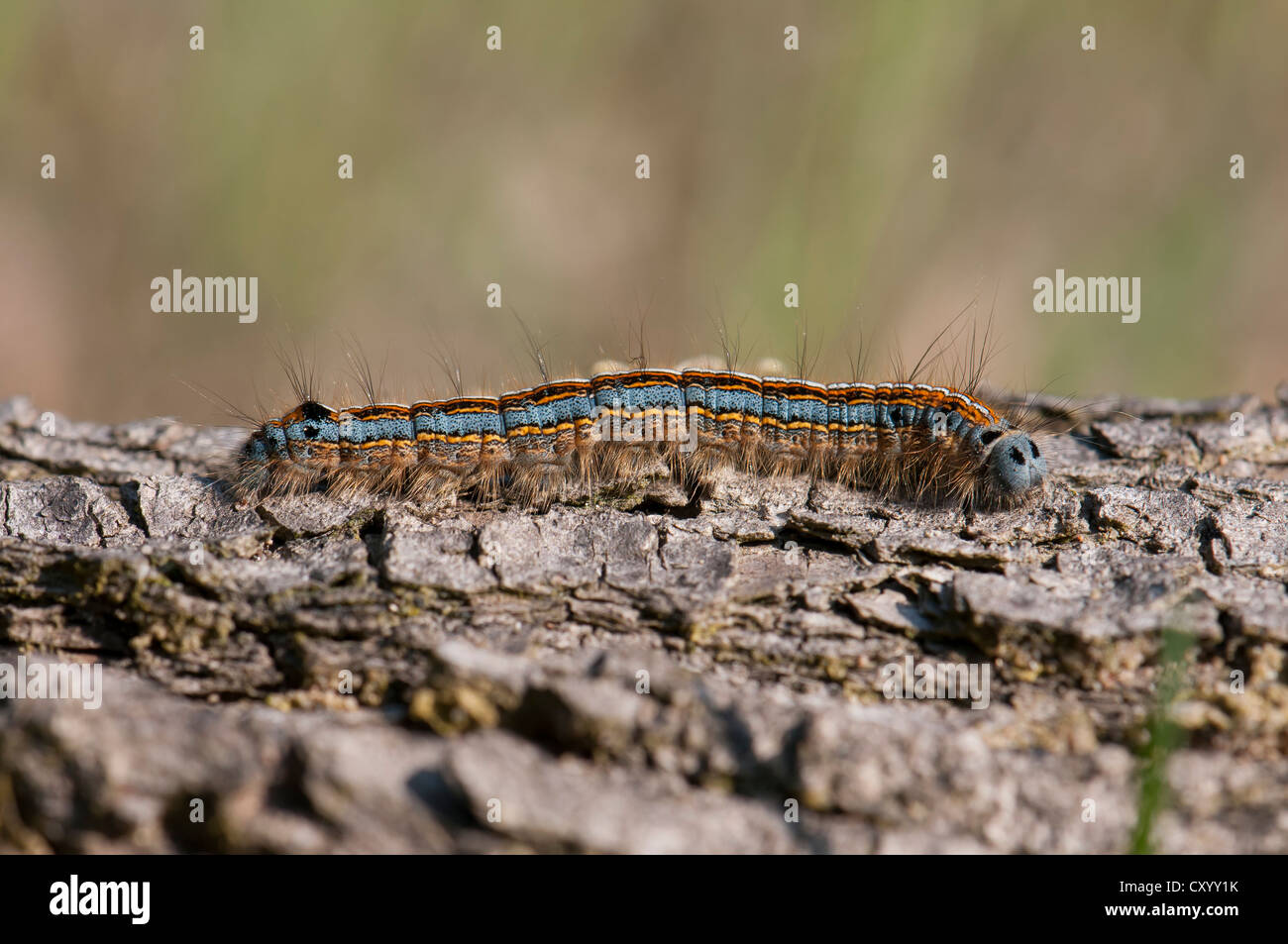 Caterpillar lackey moth hi-res stock photography and images - Alamy