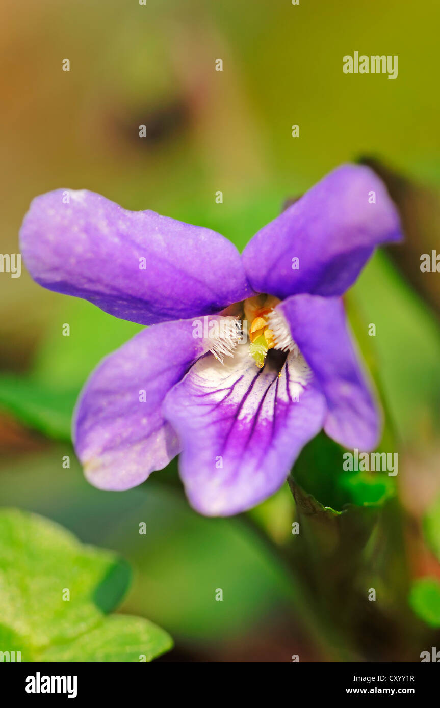 Common dog-violet (Viola riviniana), blossom, North Rhine-Westphalia ...