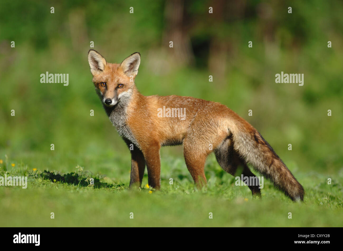 A beautiful young fox cub UK Stock Photo - Alamy