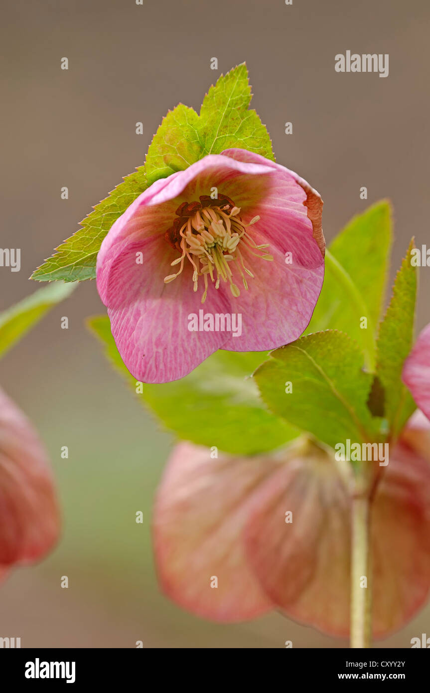 Hellebores niger hi-res stock photography and images - Alamy