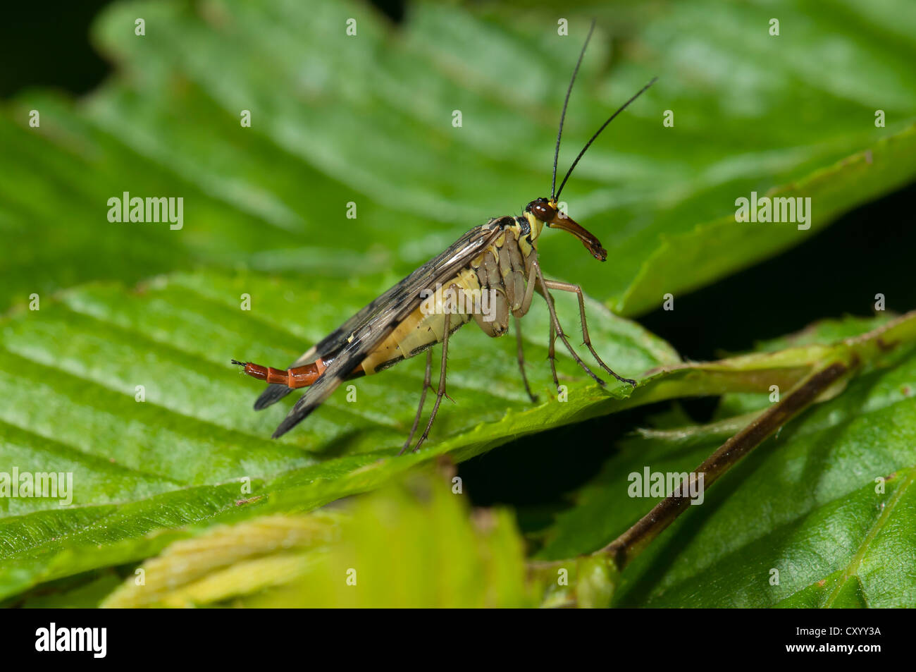 Scorpion Fly (Panorpa communis), female, on beech leaf (Fagus silvatica ...