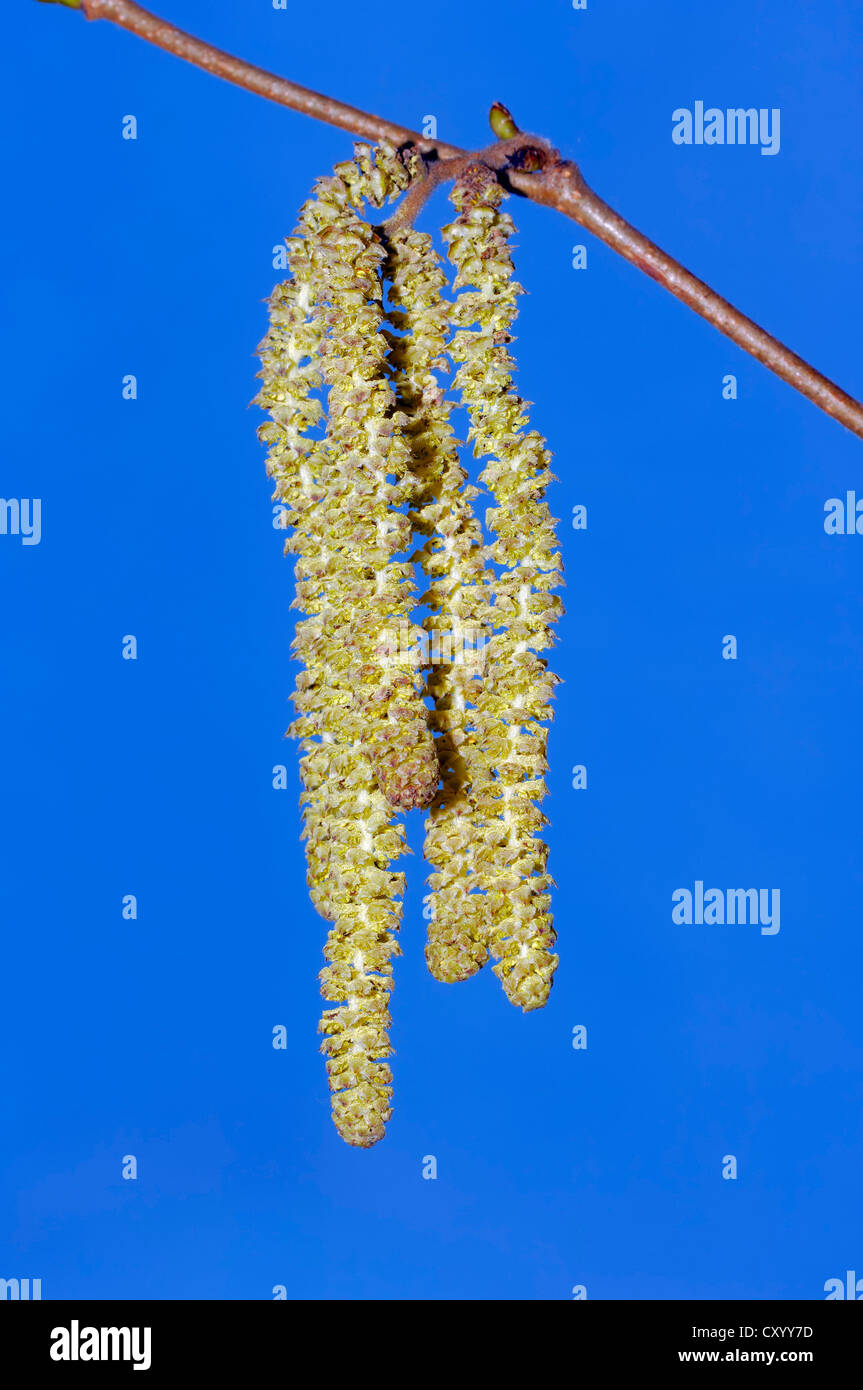 Common hazel (Corylus avellana), male flowers, North Rhine-Westphalia ...