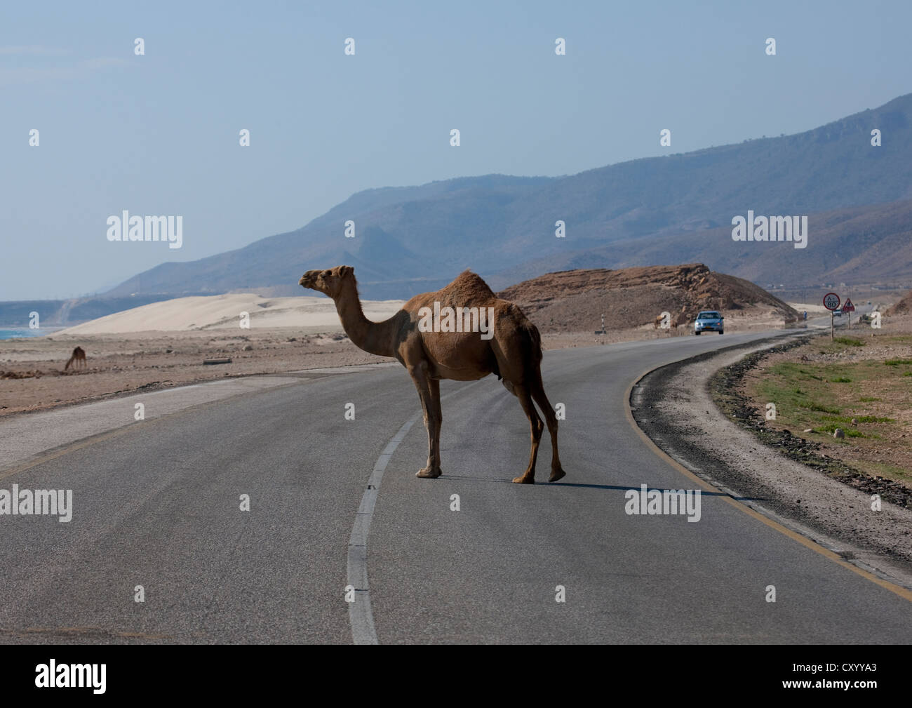 Camel Crossing The Road, Mirbat, Oman Stock Photo - Alamy