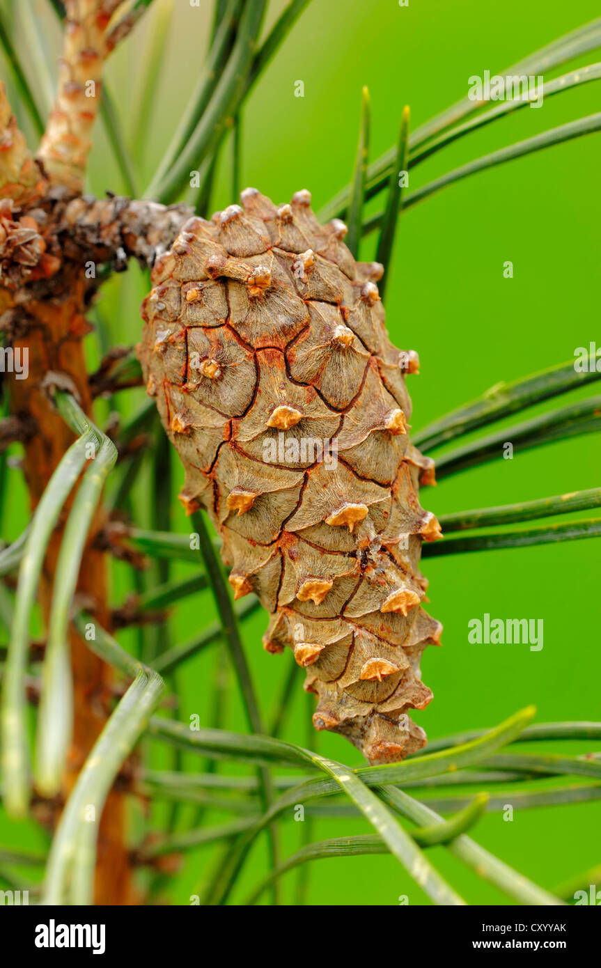 Pinus Sylvestris Cone