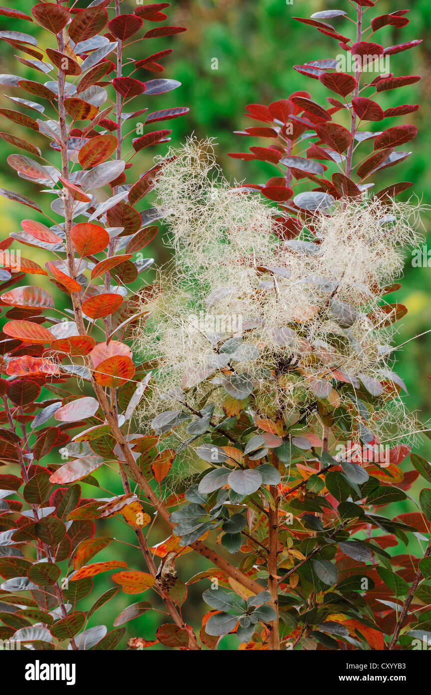 Seed head cotinus coggygria smoke bush hi-res stock photography and ...