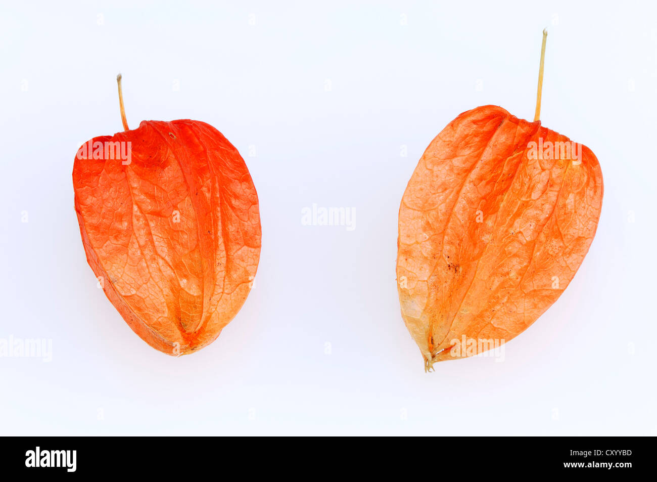 Bladder Cherry or Chinese Lantern (Physalis franchetii, Physalis ...