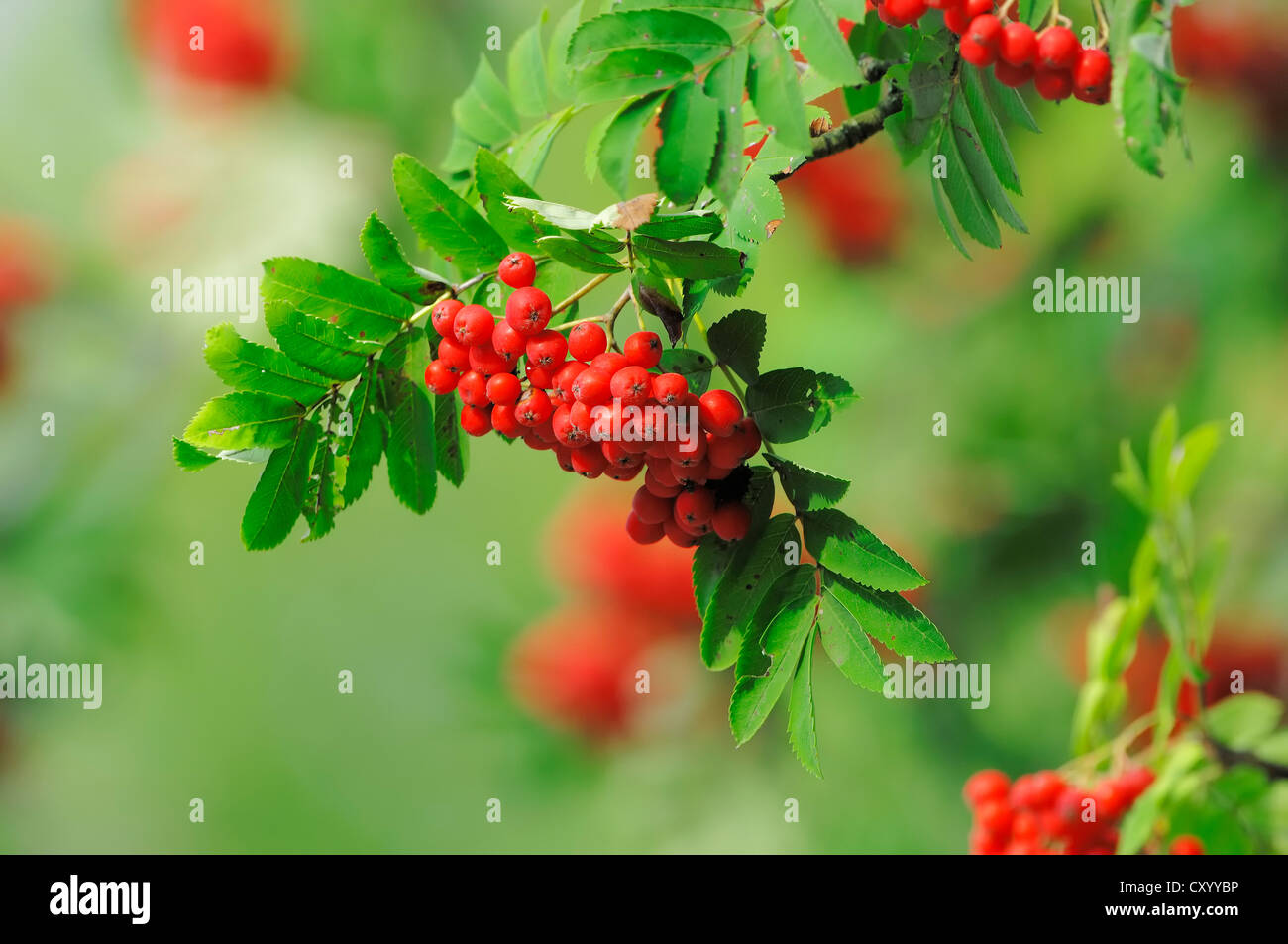 European Rowan or Mountain-ash (Sorbus aucuparia, Pyrus aucuparia ...