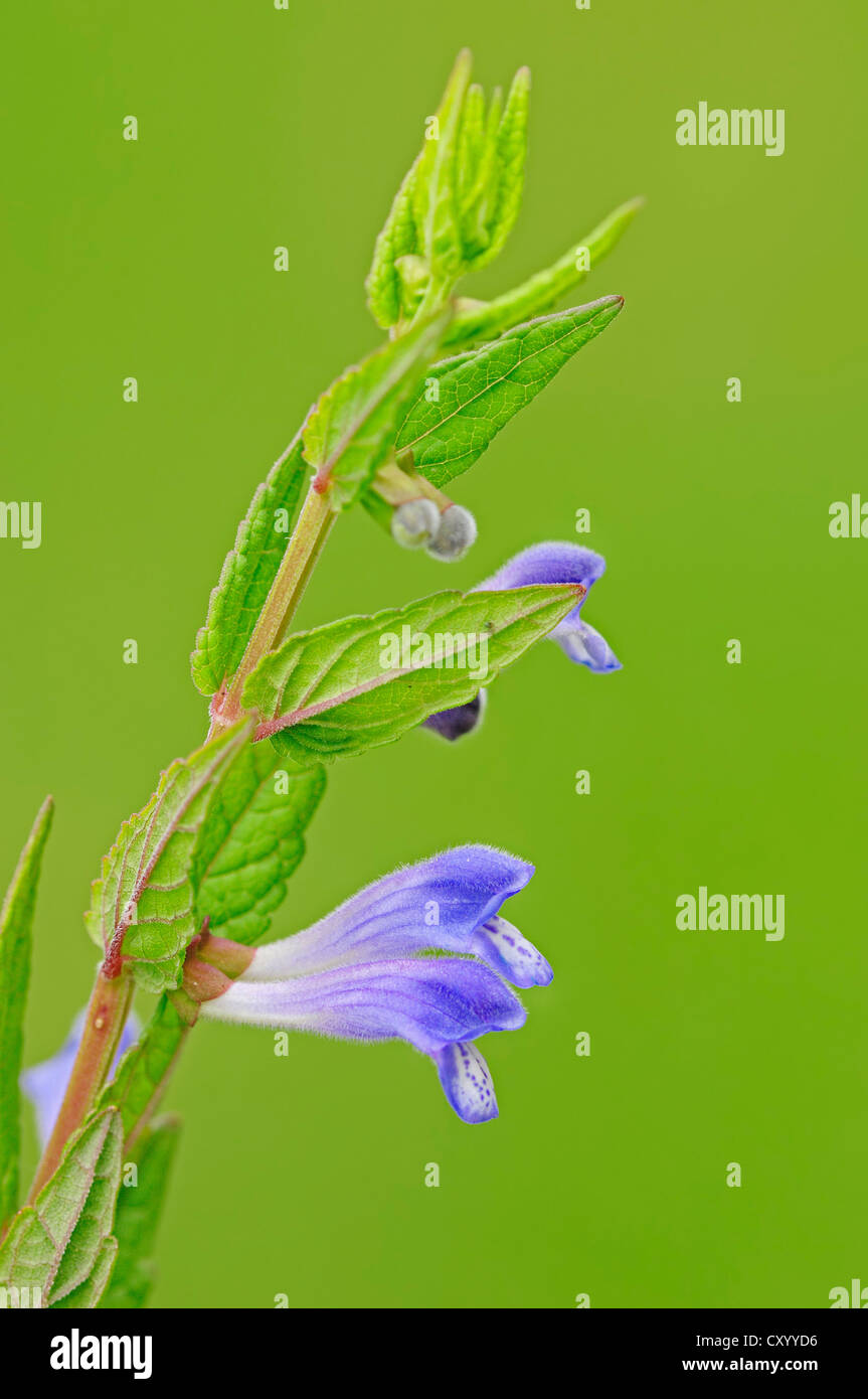 Skullcap plant hi-res stock photography and images - Alamy