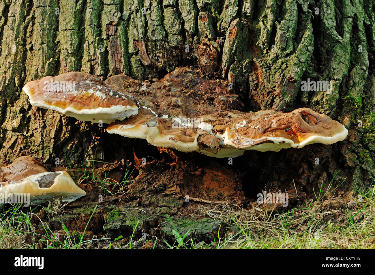Artist's Fungus or Lacquered Bracket (Ganoderma applanatum, Ganoderma ...