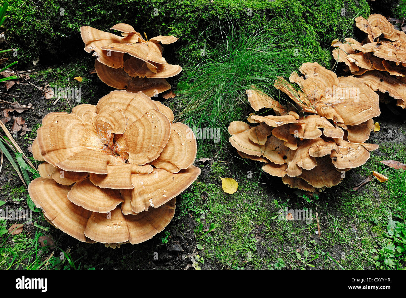 Giant Polypore or Black-staining Polypore (Meripilus giganteus), North ...