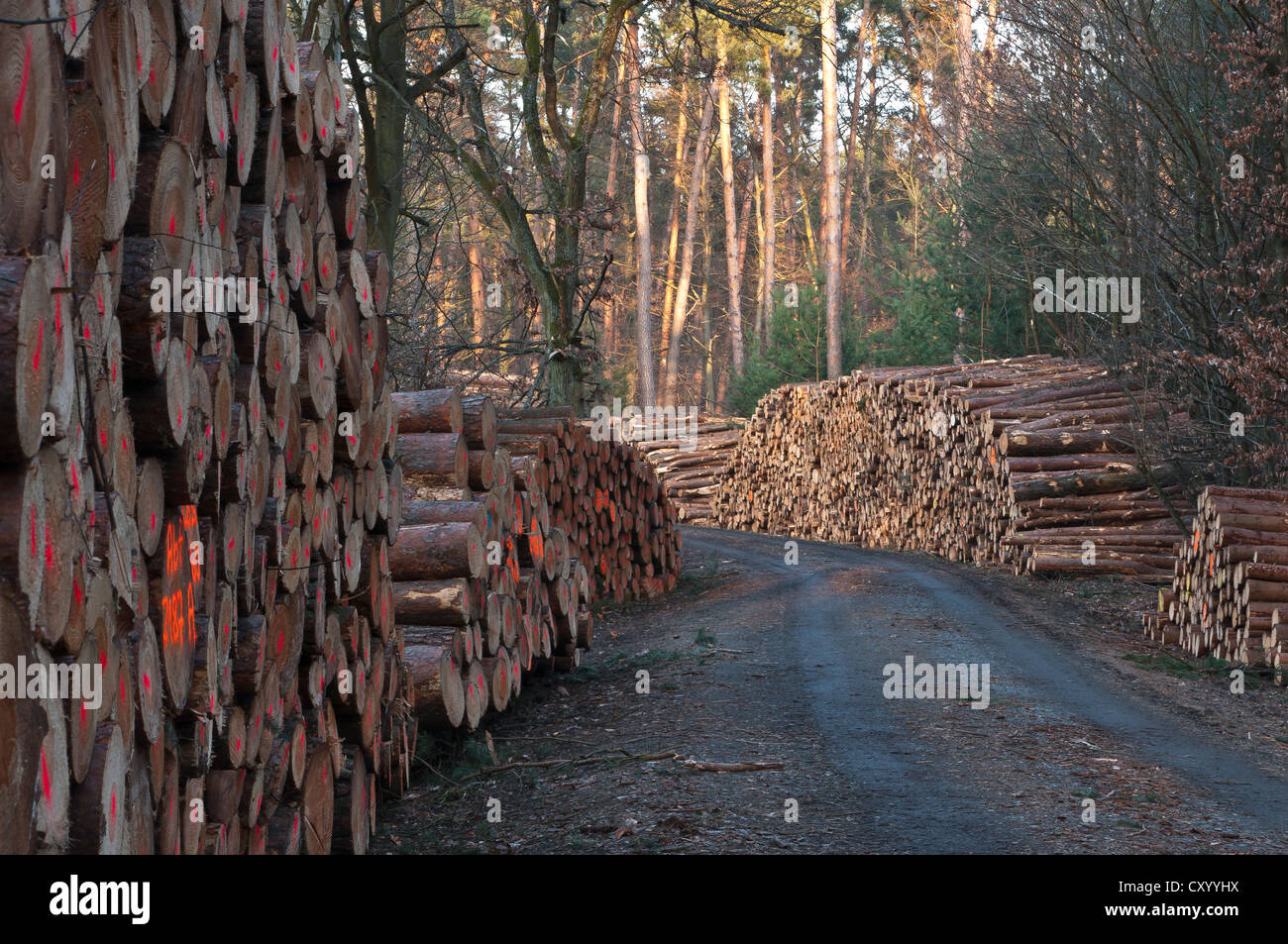 Pine ways hi-res stock photography and images - Alamy