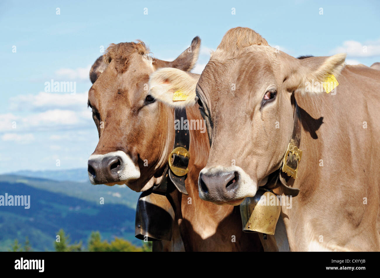 Two brown cows, Oberstaufen on Huendle Mountain, Bavaria Stock Photo ...