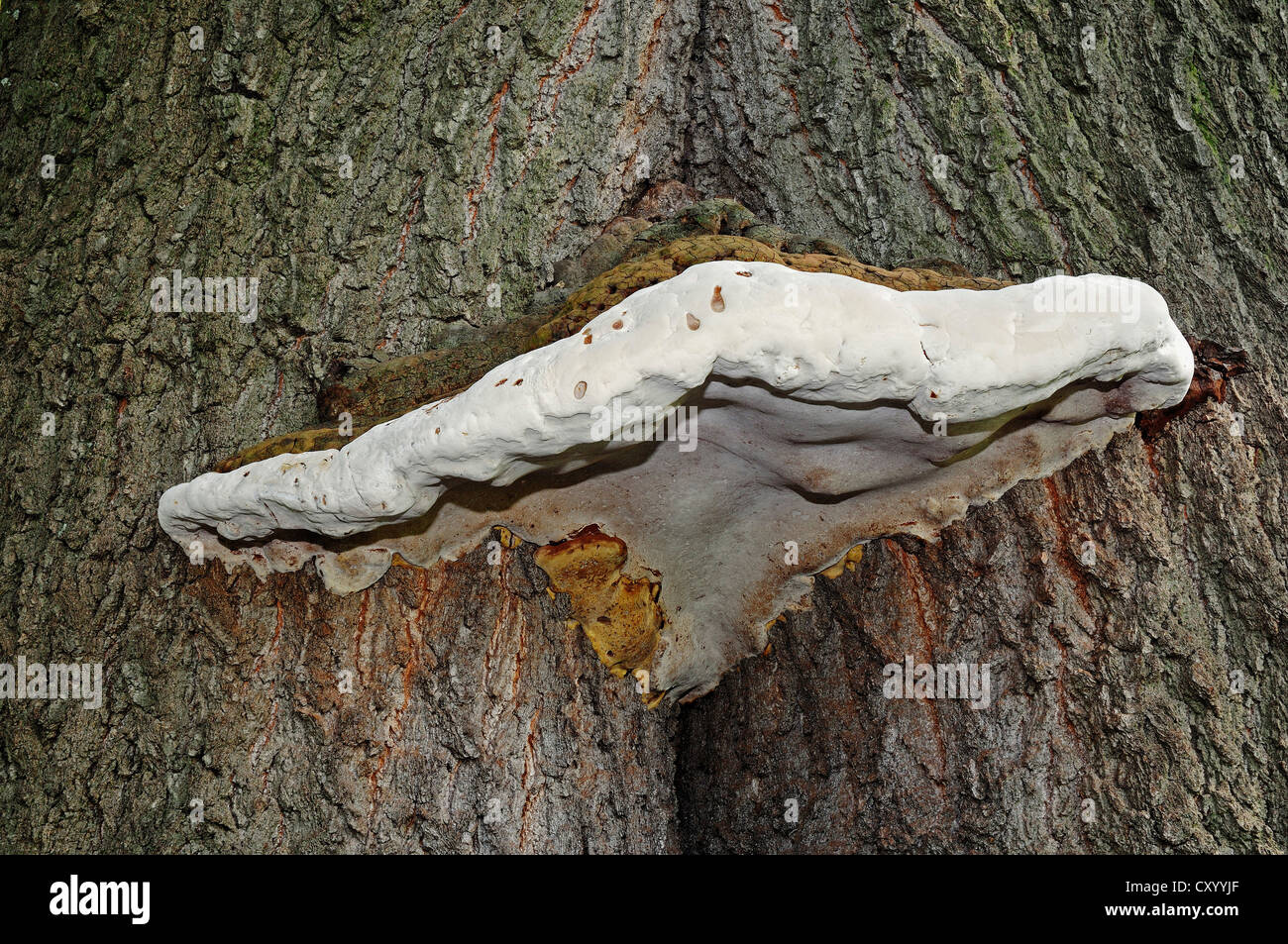 Southern Bracket (Ganoderma adspersum, Ganoderma australe, Ganoderma ...