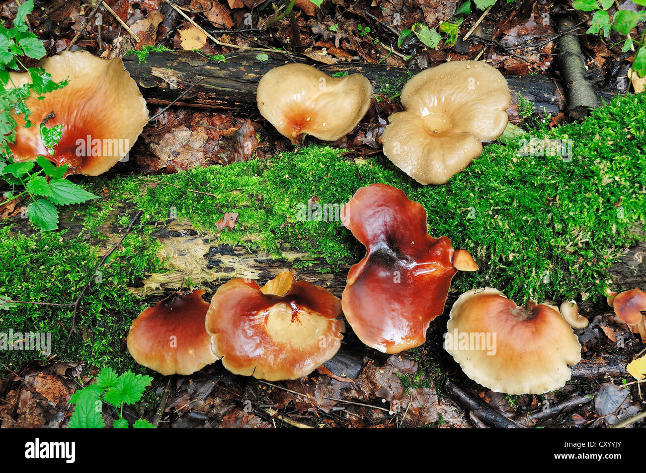 Botany fungi polyporales polyporus hi-res stock photography and images ...