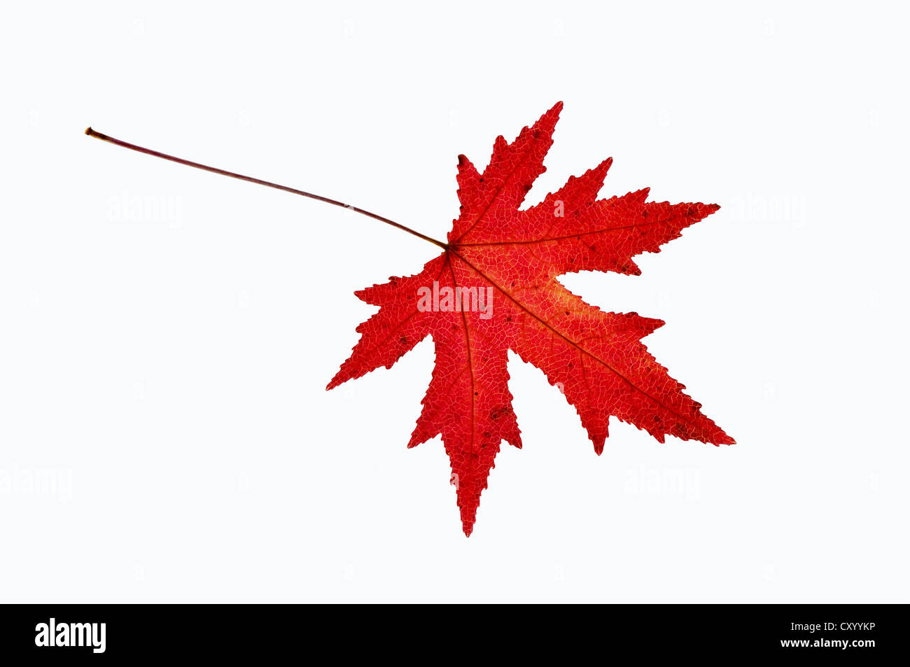 Native plant garden in Cut Out Stock Images & Pictures - Alamy