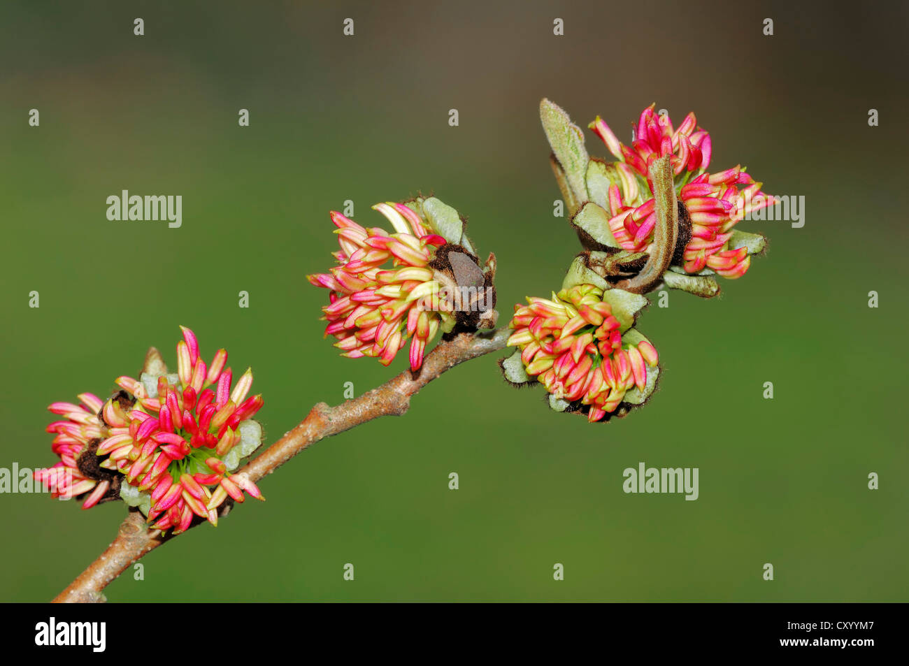 Iran plant hi-res stock photography and images - Alamy