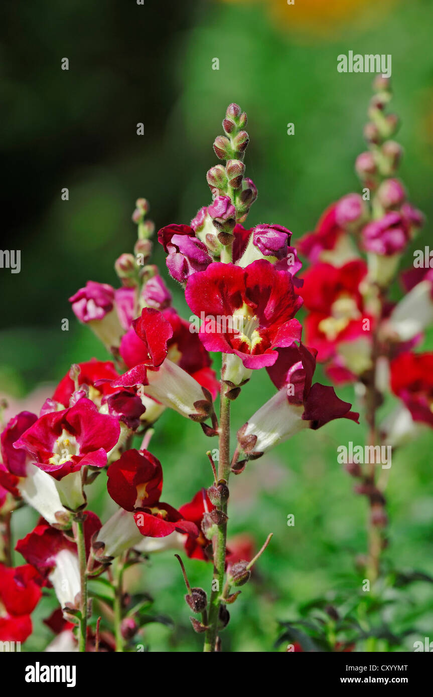 Common Snapdragon (Antirrhinum majus Stock Photo - Alamy