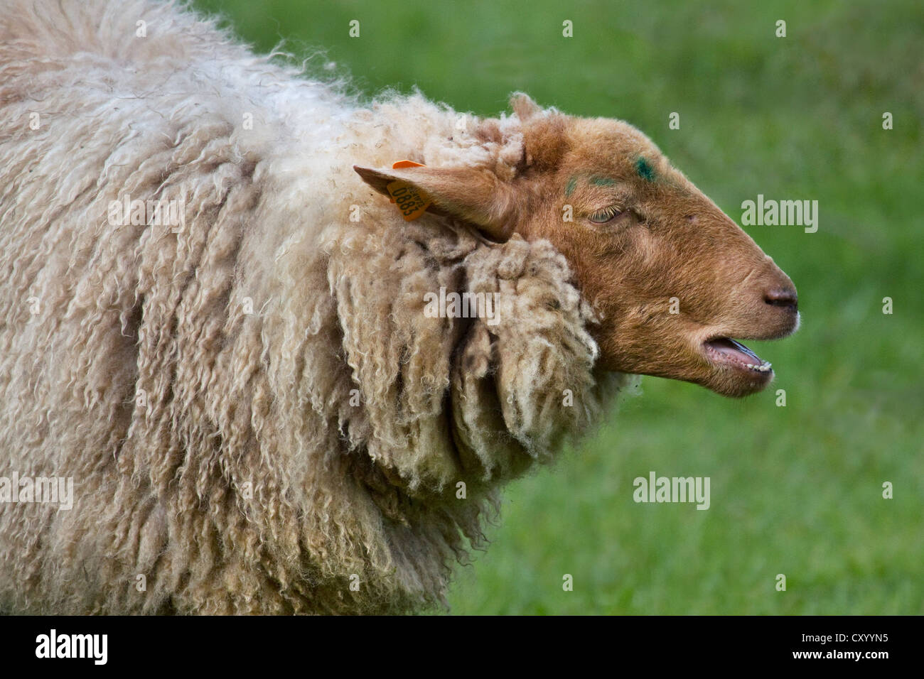 Voskop hi-res stock photography and images - Alamy