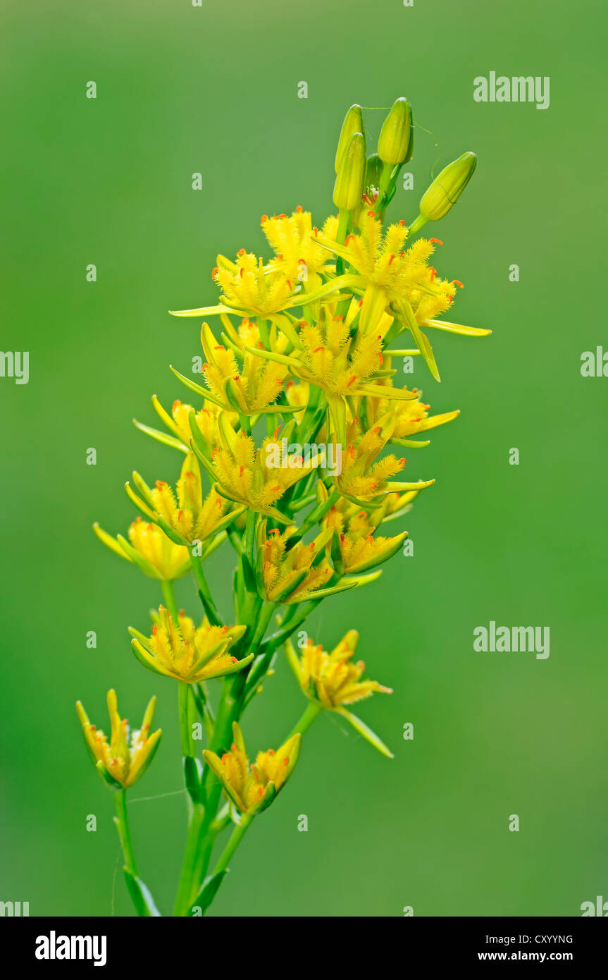 Bog Asphodel (Narthecium ossifragum), North Rhine-Westphalia Stock ...