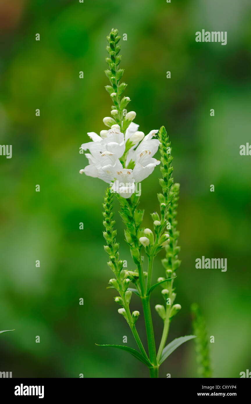 Obedient Plant or False Dragonhead (Physostegia virginiana), native to ...