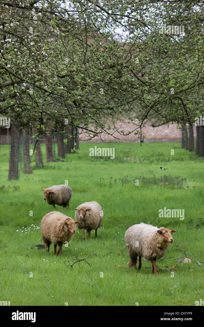 Domesticated orchard hi-res stock photography and images - Alamy