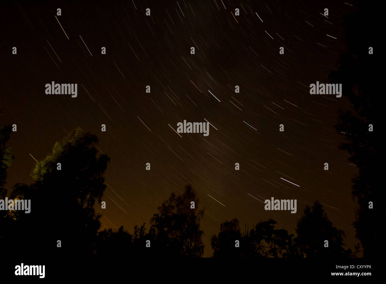 Star trails in pine forest Stock Photo - Alamy