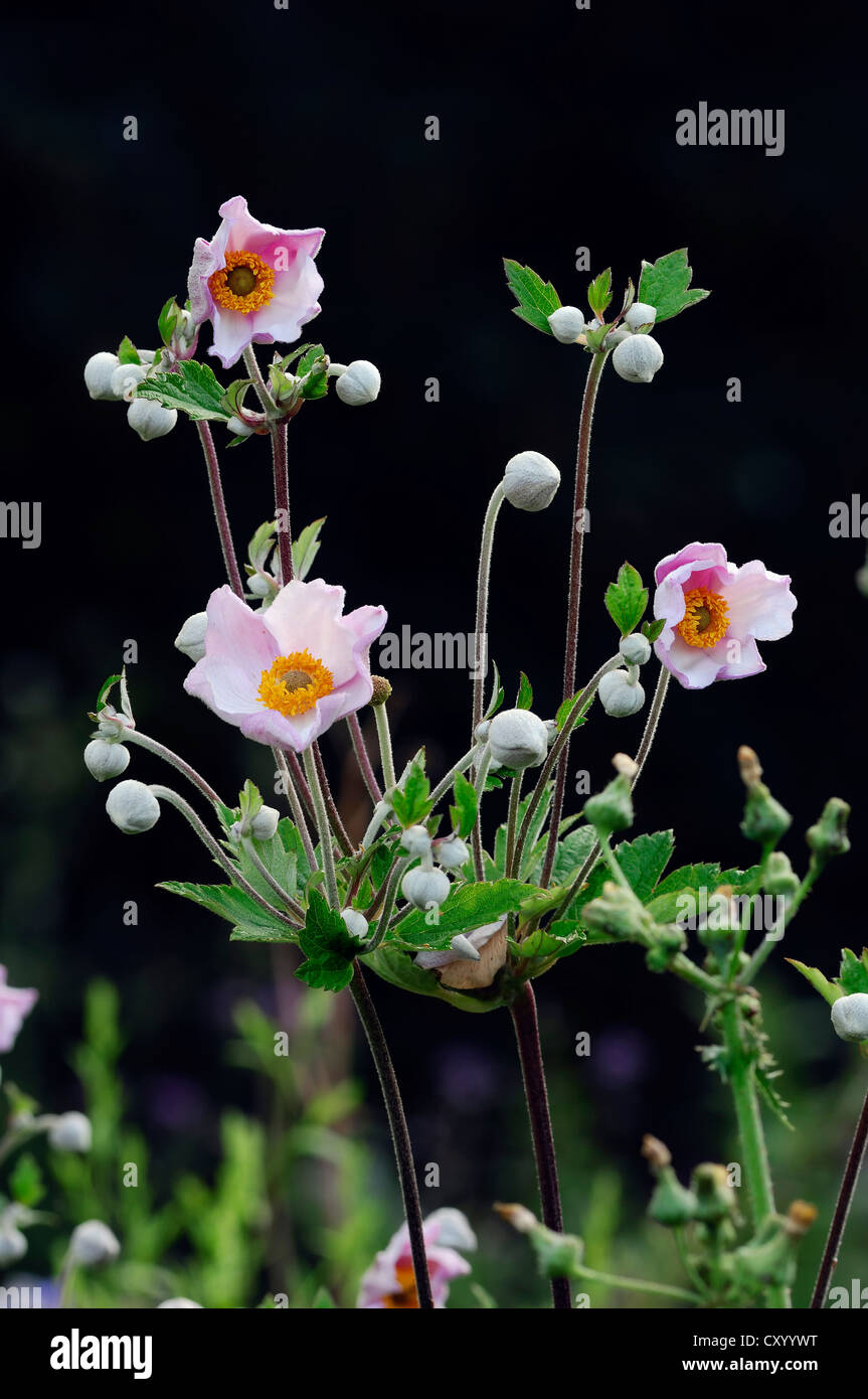 Japanese thimbleweed hi-res stock photography and images - Alamy