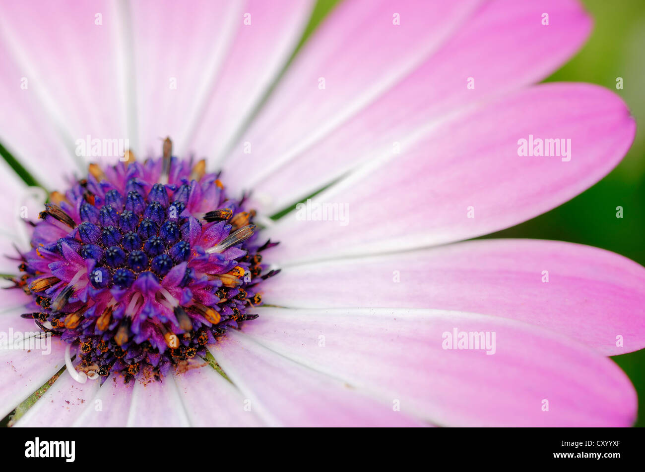 Cape marguerite, Van Staden's River daisy, Sundays River daisy, White ...