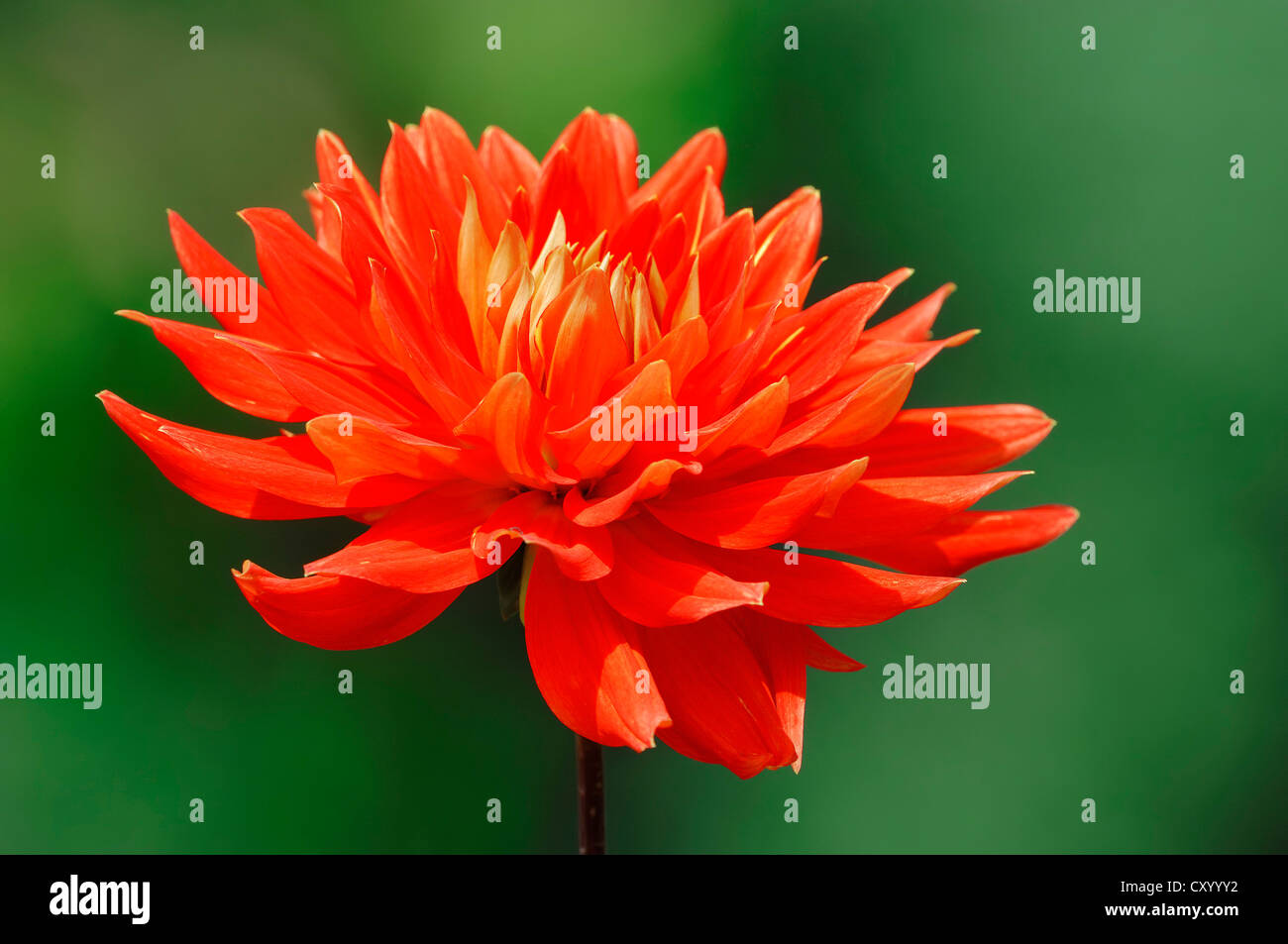 Types of dahlias hi-res stock photography and images - Alamy