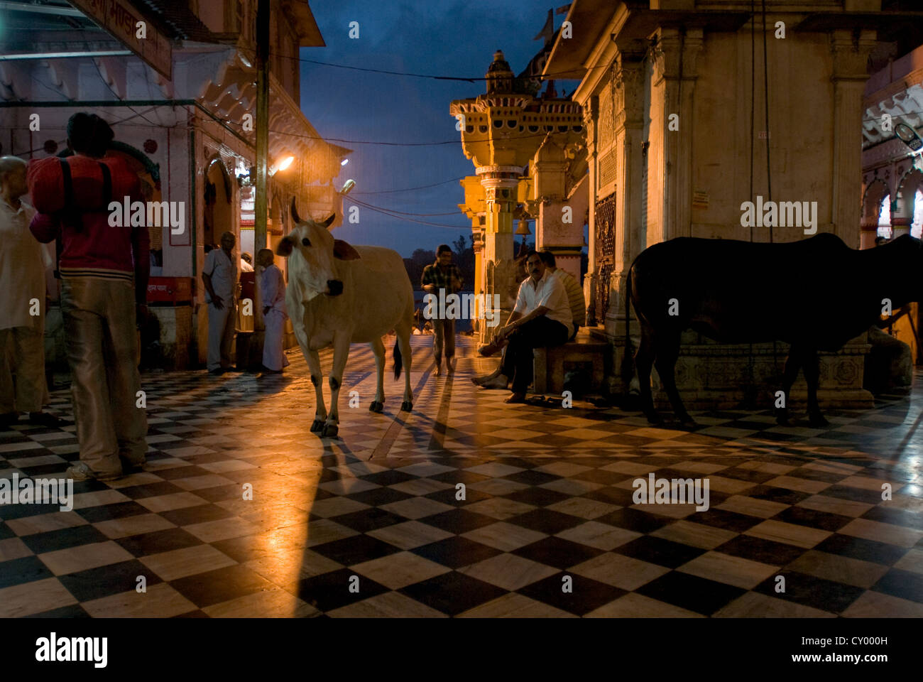 A cow shelters from the rain at Vishram ghat, Mathura, India Stock ...
