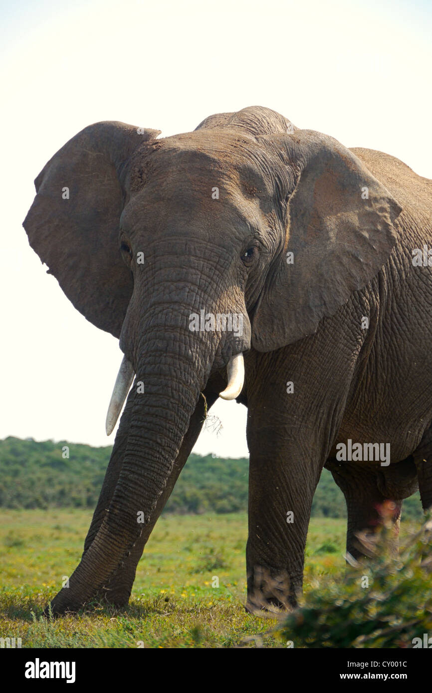 huge elephant bull Stock Photo - Alamy