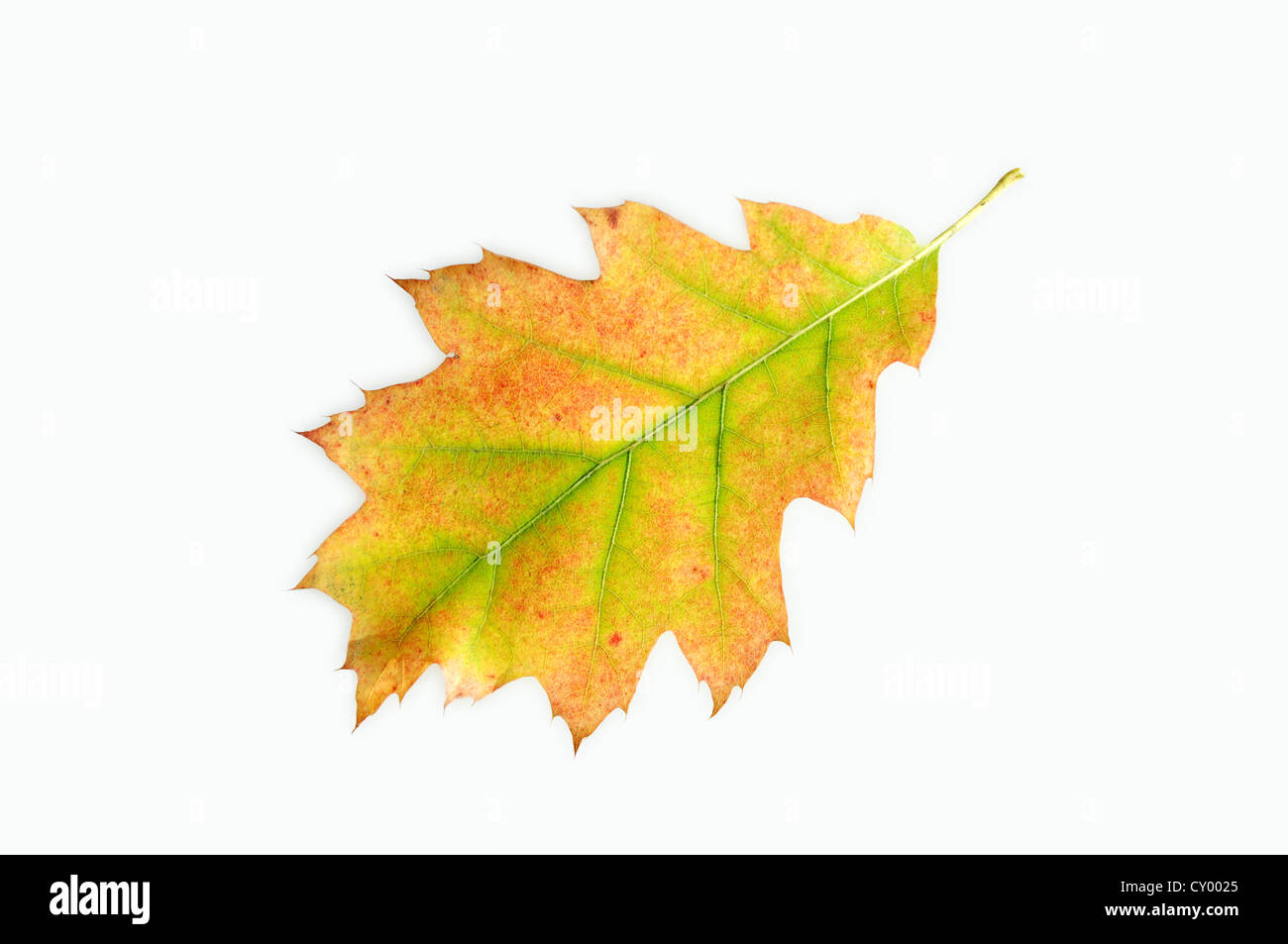 Colored fall autumn oak leaves Cut Out Stock Images & Pictures - Alamy