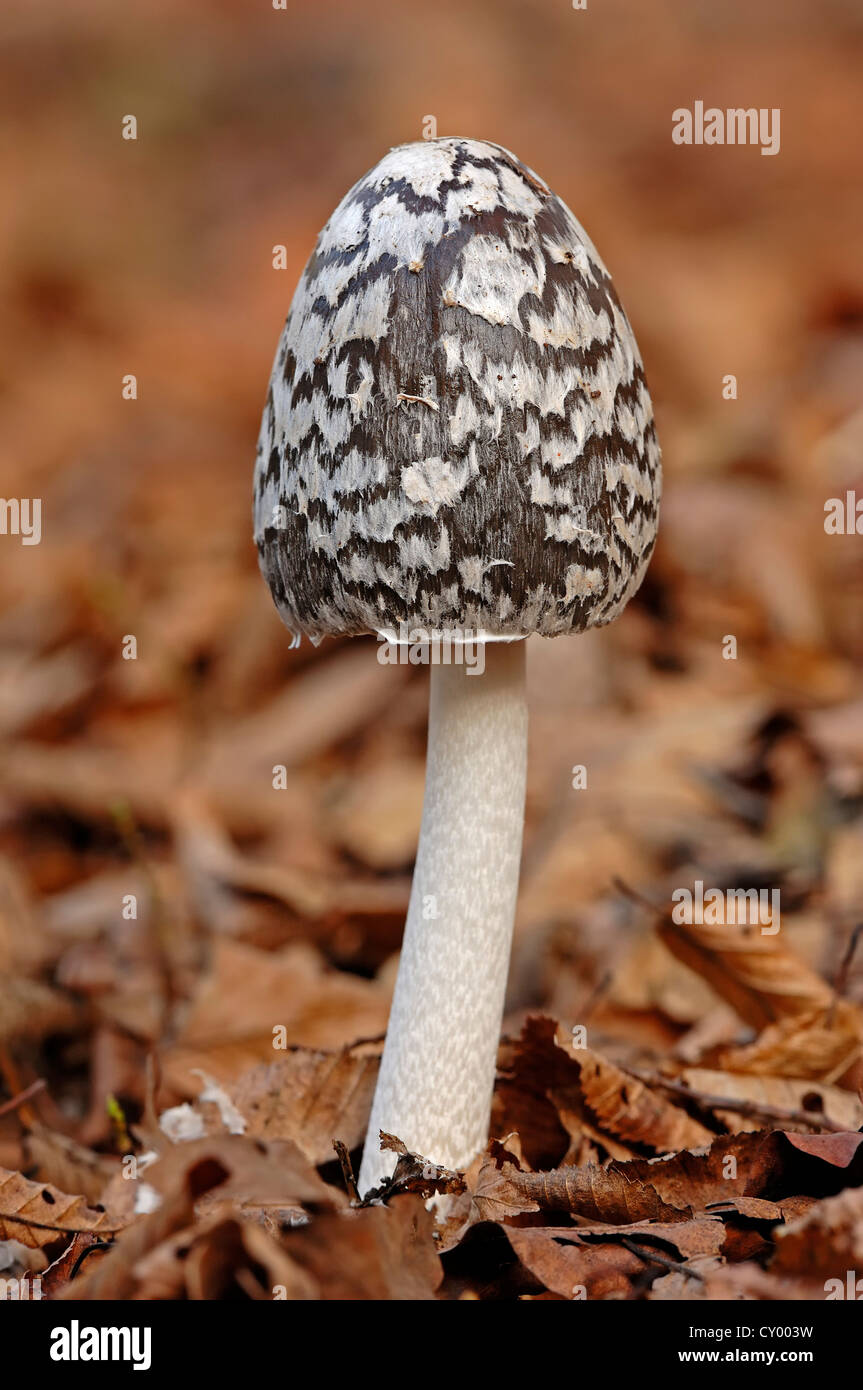 Magpie ink cap hi-res stock photography and images - Alamy