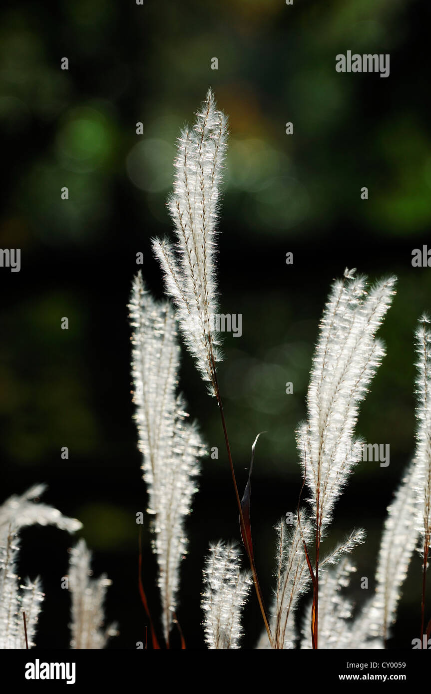 Chinese silver grass miscanthus sinensis hi-res stock photography and ...