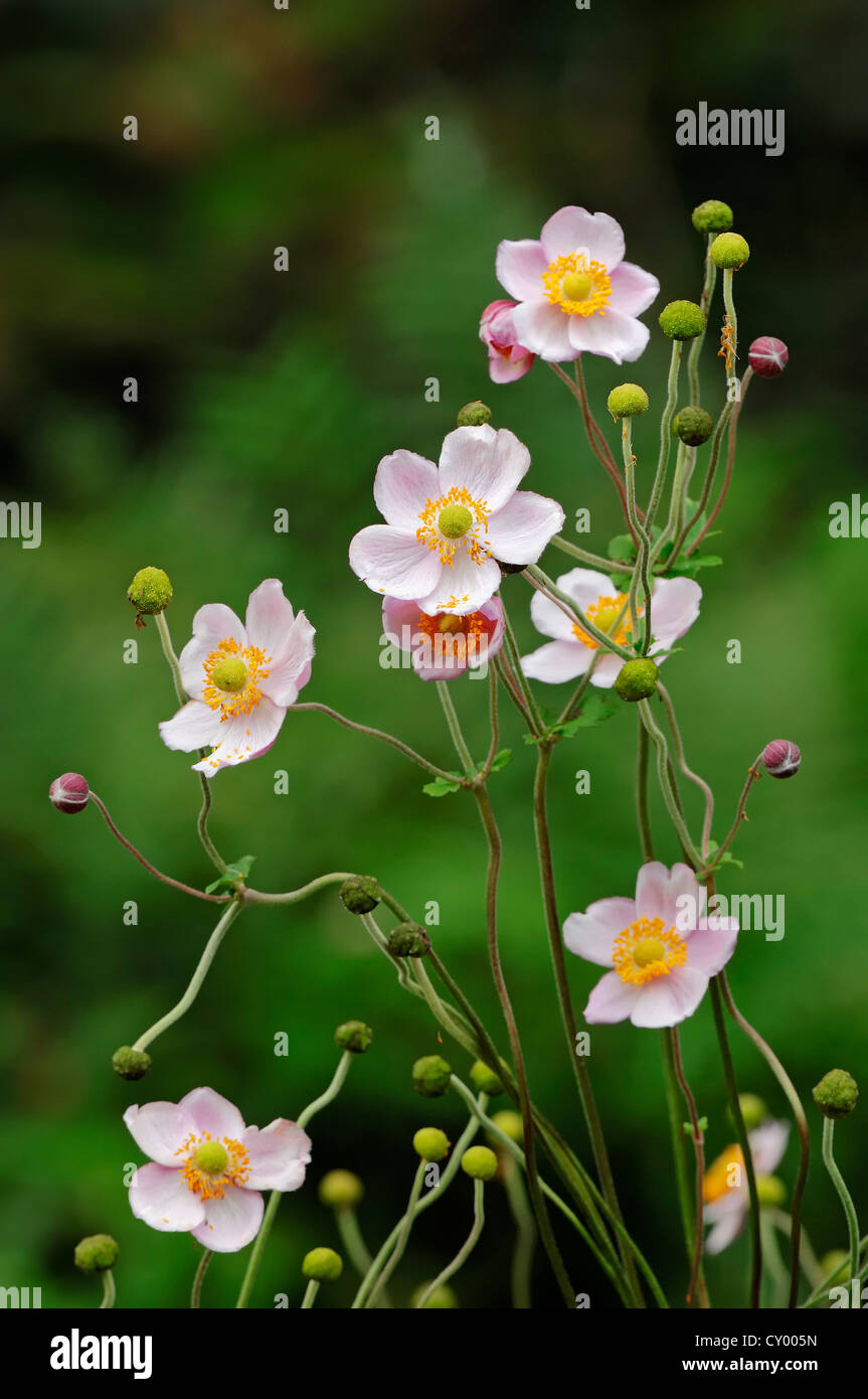 Japanese thimbleweed hi-res stock photography and images - Alamy