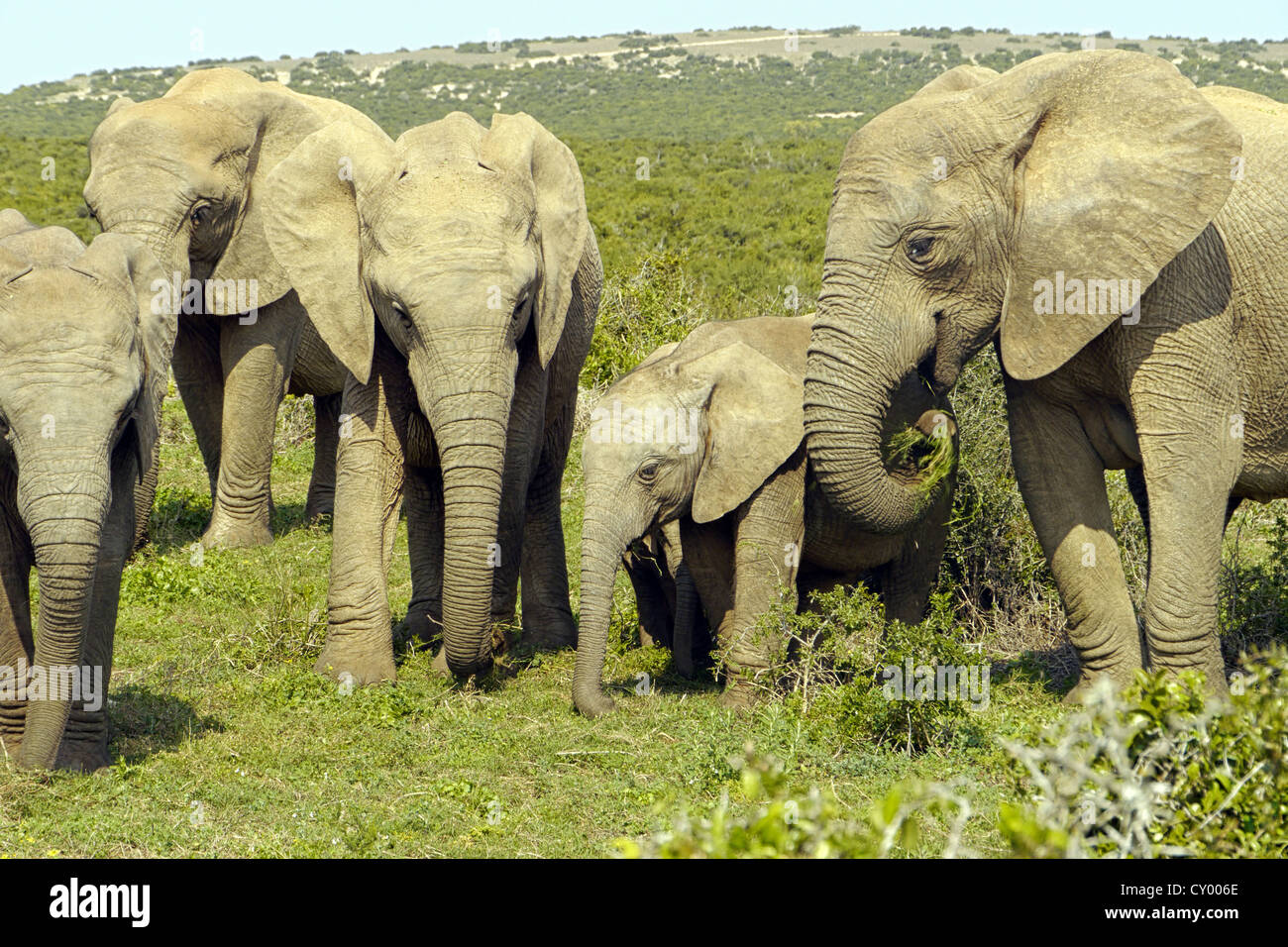 group of elephants Stock Photo - Alamy