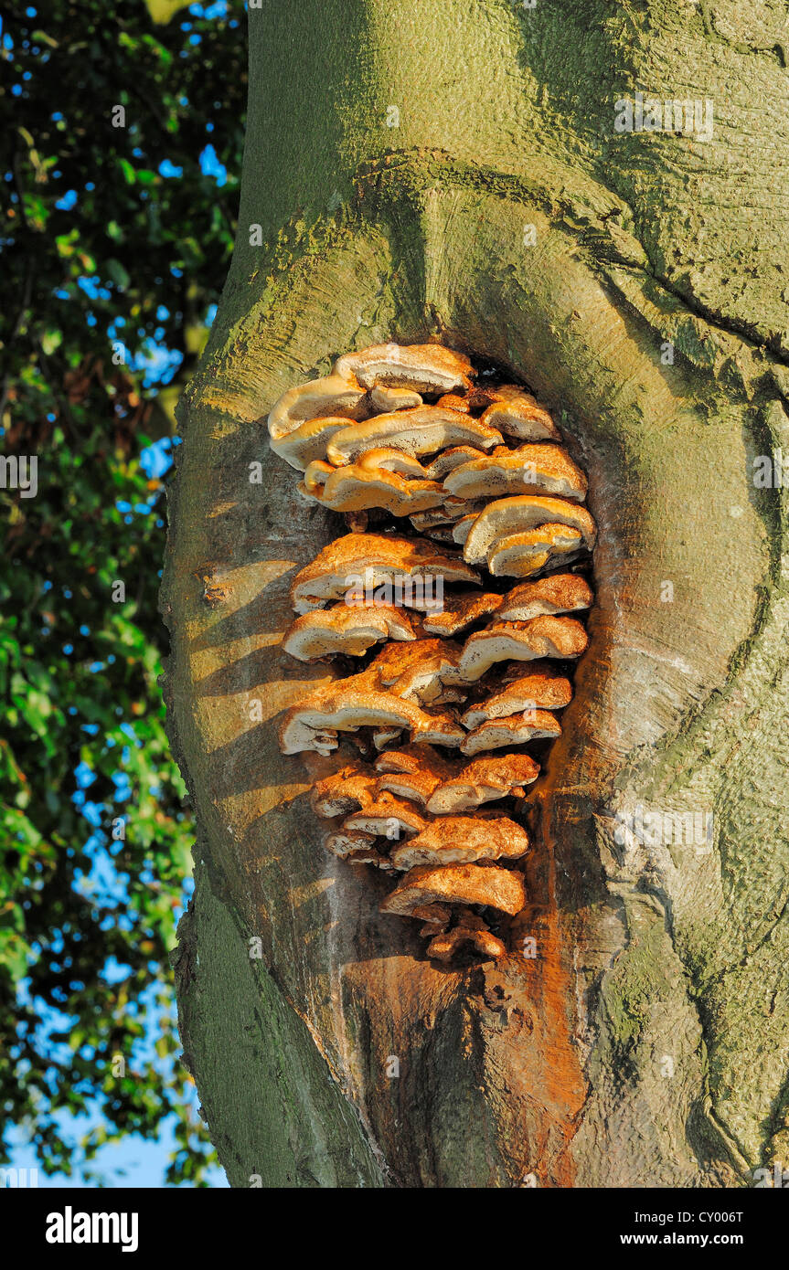 Alder bracket inonotus radiatus hi-res stock photography and images - Alamy