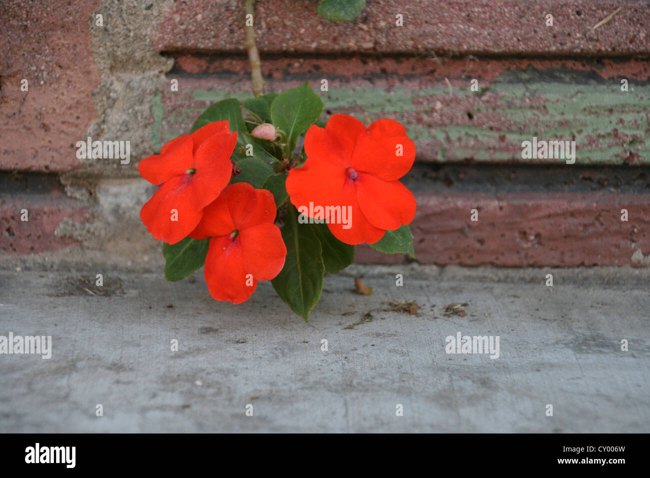 Impatiens flowers hi-res stock photography and images - Alamy