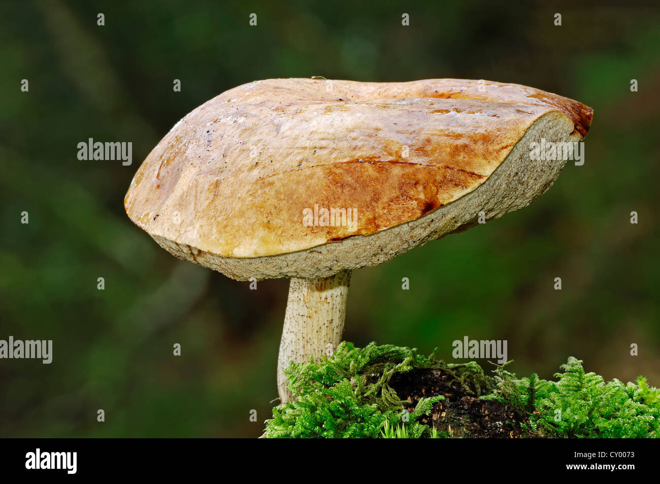 Brown bolete hi-res stock photography and images - Alamy