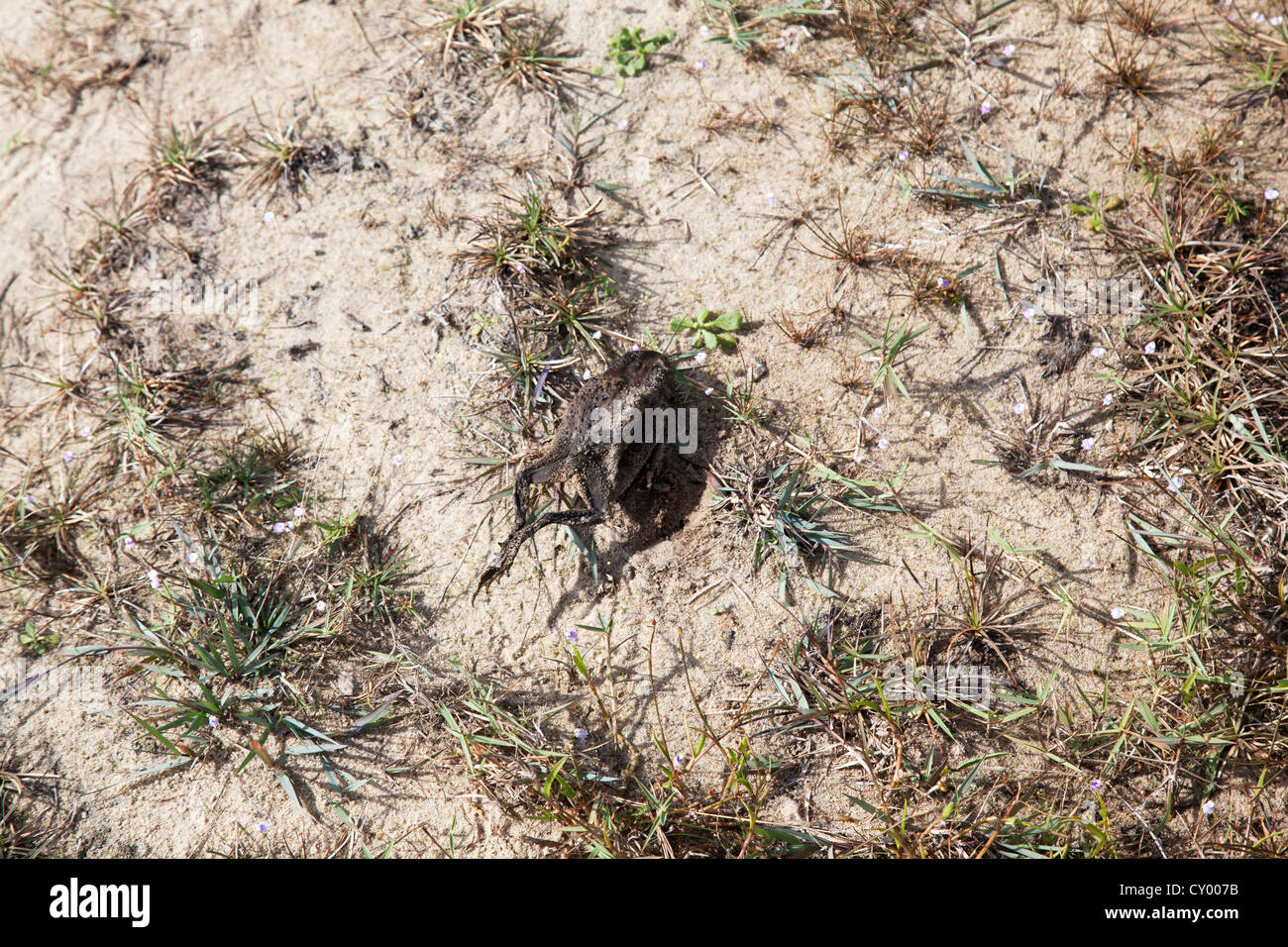 Death frog hi-res stock photography and images - Alamy