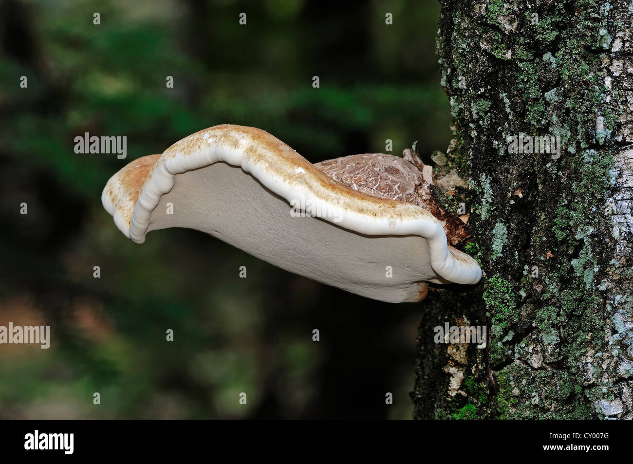 Birch Polypore (Piptoporus betulinus), Gelderland, Netherlands, Europe ...