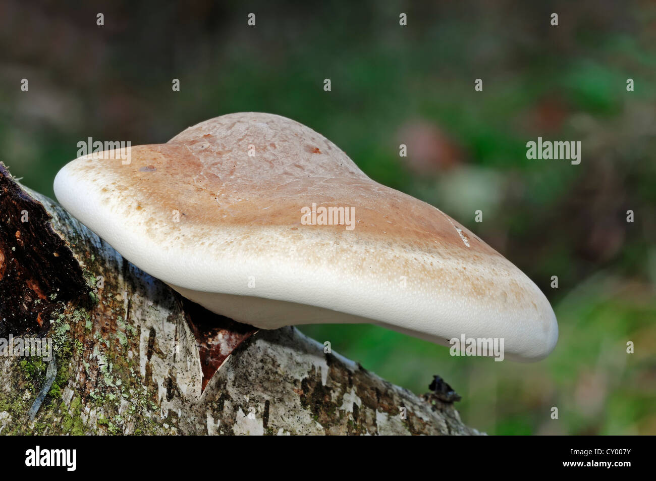 Birch Polypore (Piptoporus betulinus), Gelderland, Netherlands, Europe ...