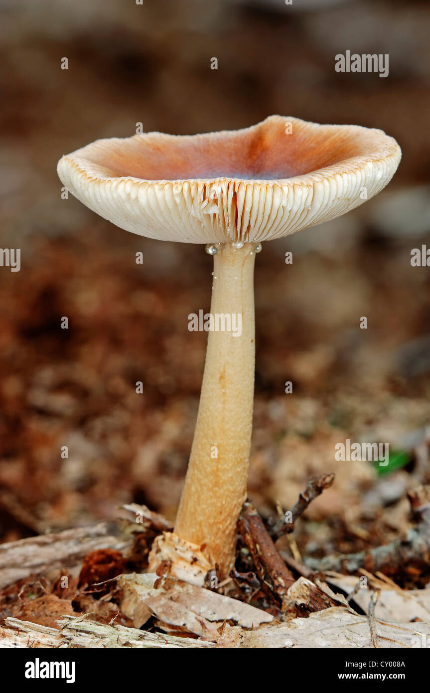 Amanita crocea hi-res stock photography and images - Alamy