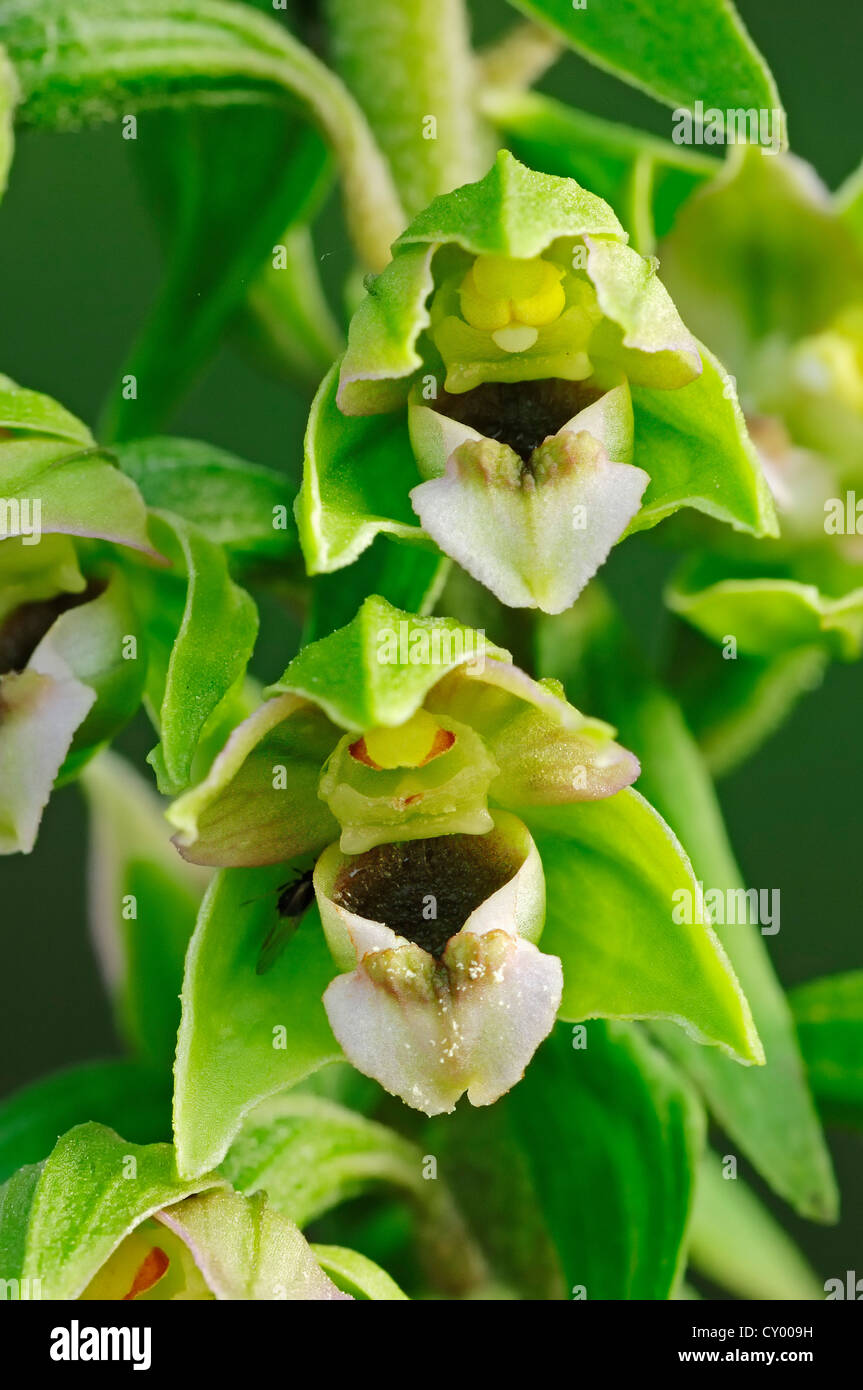 Broad-leaved Helleborine (Epipactis helleborine), flowers, North Rhine ...