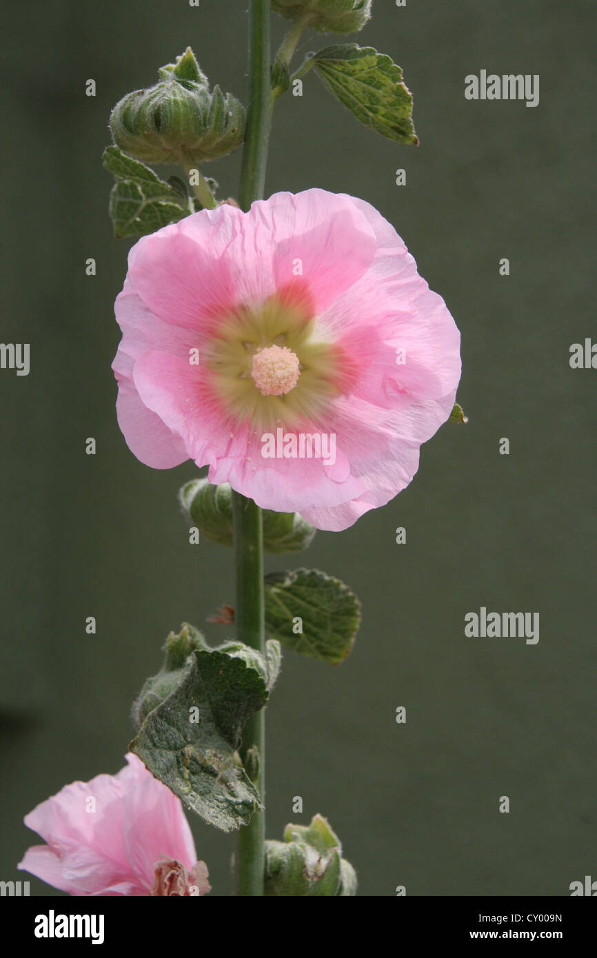 Picture of a pink flower with buds on a stalk Stock Photo - Alamy