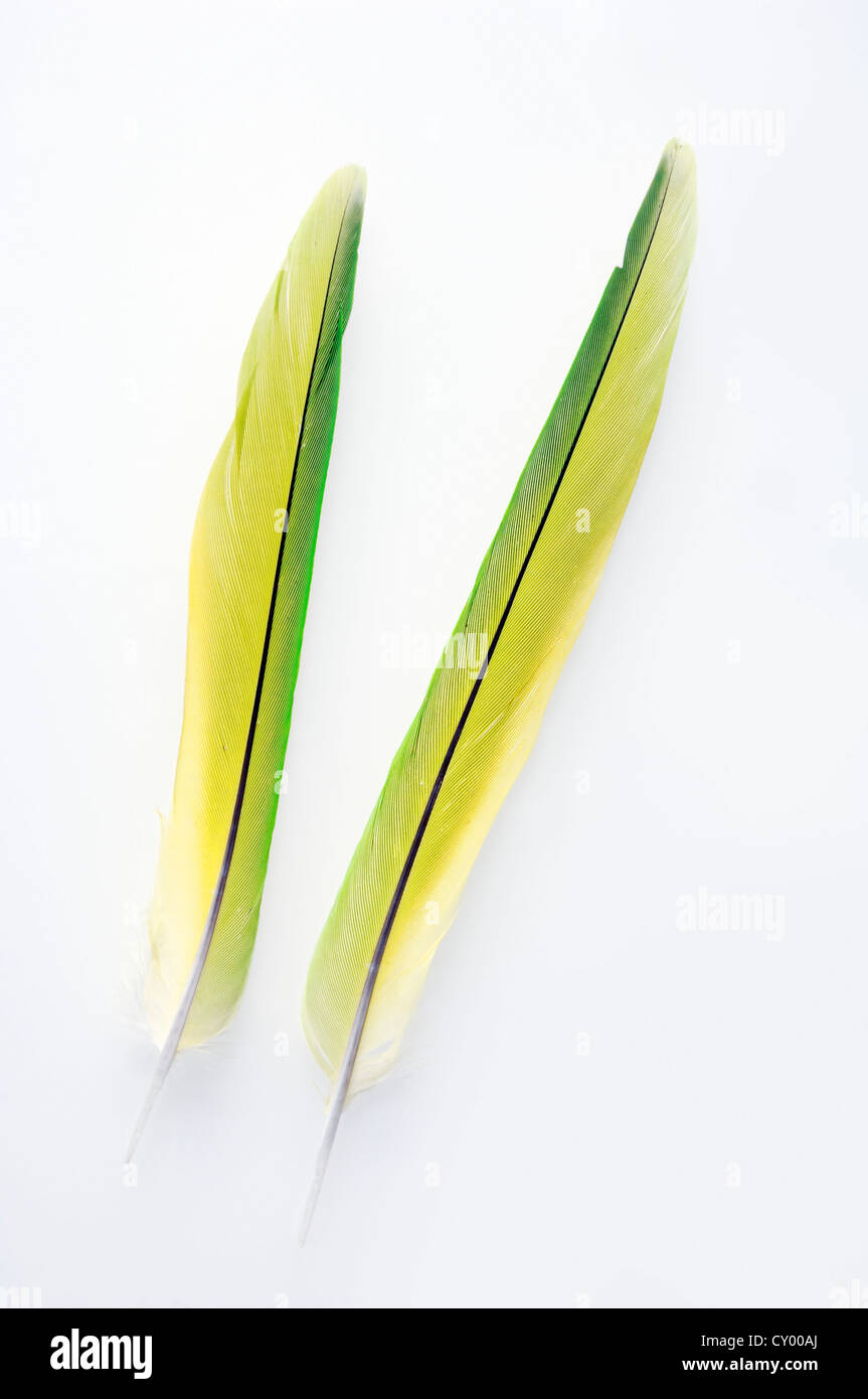 Feathers of the Indian Ring-necked Parakeet, Rose-ringed Parakeet ...