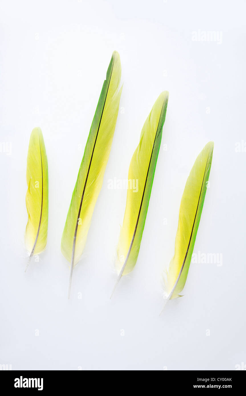 Feathers of the Indian Ring-necked Parakeet, Rose-ringed Parakeet ...