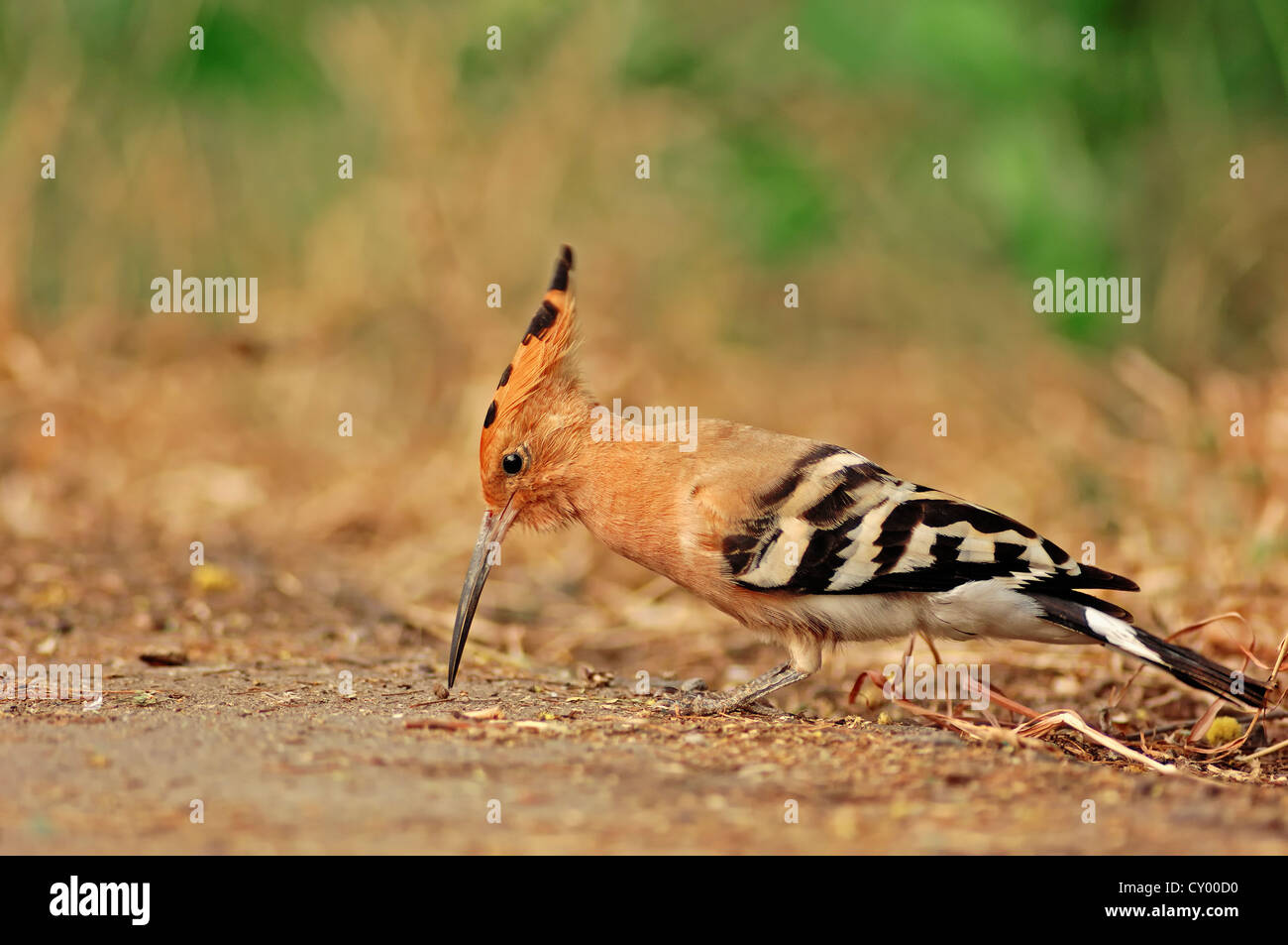 Common Hoopoe (Upupa epops), foraging, Keoladeo Ghana National Park ...