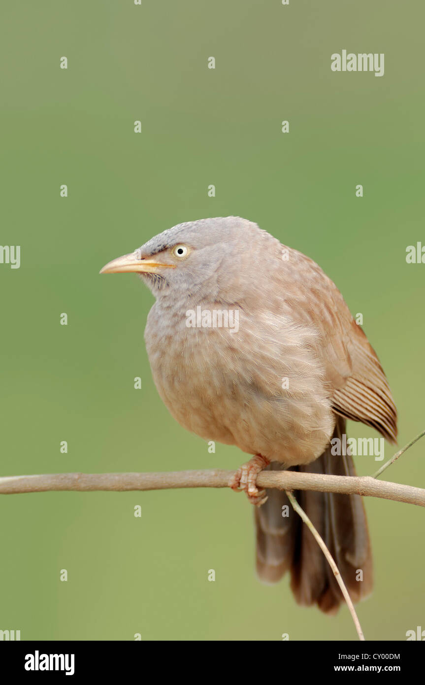 Jungle Babbler (Turdoides striatus), Keoladeo Ghana National Park ...